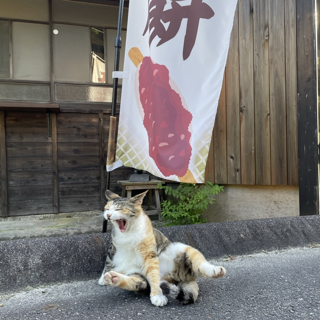 めざましテレビ『全国のかわいい看板猫TOP5』に紹介されました - ウッドデザインパーク岡崎